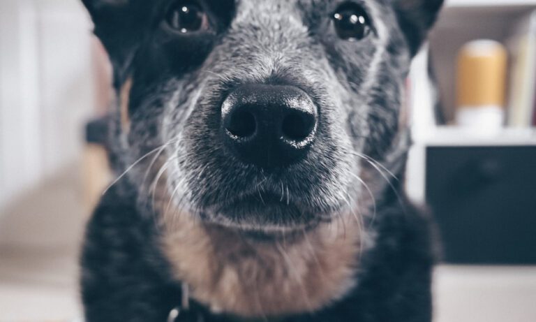 Living in Beaworthy, Devon - Right Rent