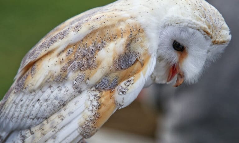 Living in Sherburn-in-Elmet, North Yorkshire - Right Rent